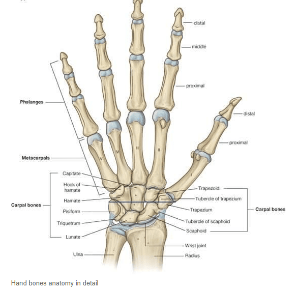 Structure of the Bones of the Hand and Foot - Aintnailz